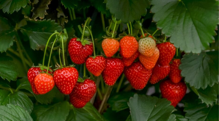 How to Plant, Grow, and Care For Wild Strawberry