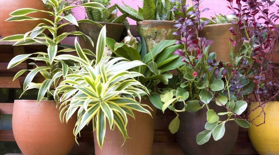 29 Beginner Tips for Growing Plants in Pots and Containers