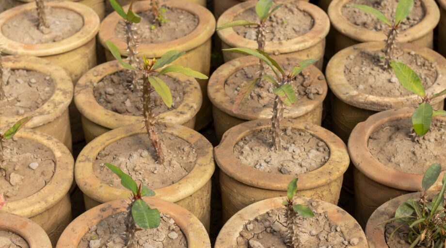 How to Plant, Grow, and Care for Crown of Thorns