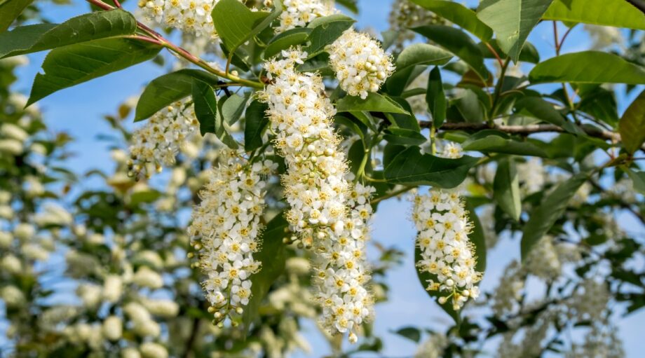 21 North American Native Flowering Trees
