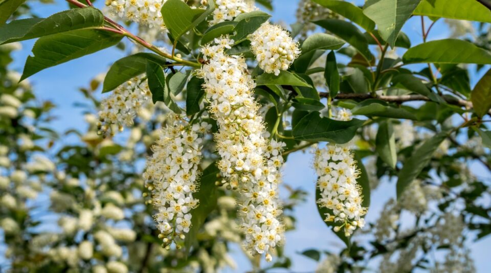 21 North American Native Flowering Trees