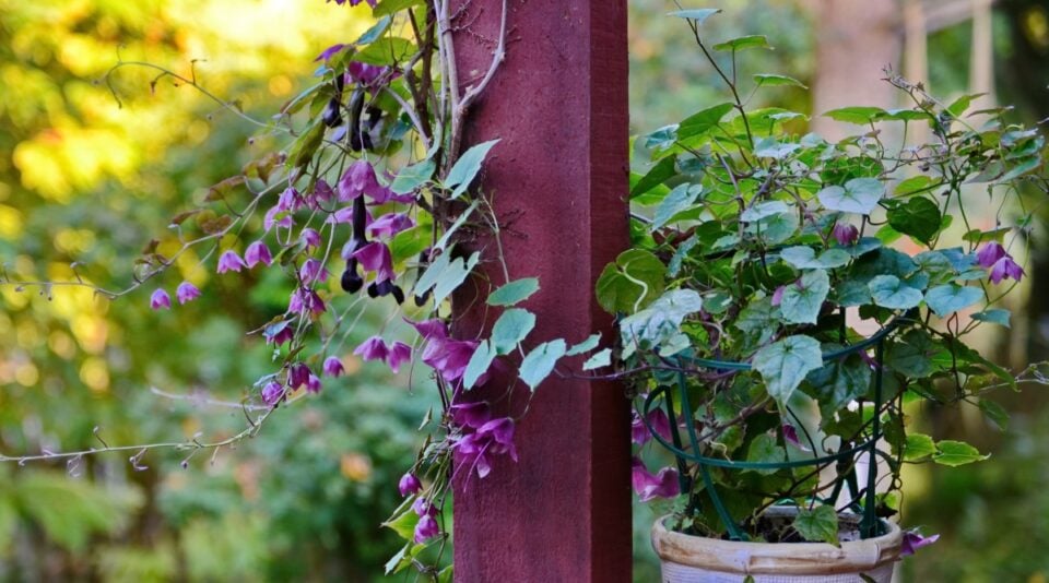 How to Plant, Grow, and Care for Purple Bell Vine