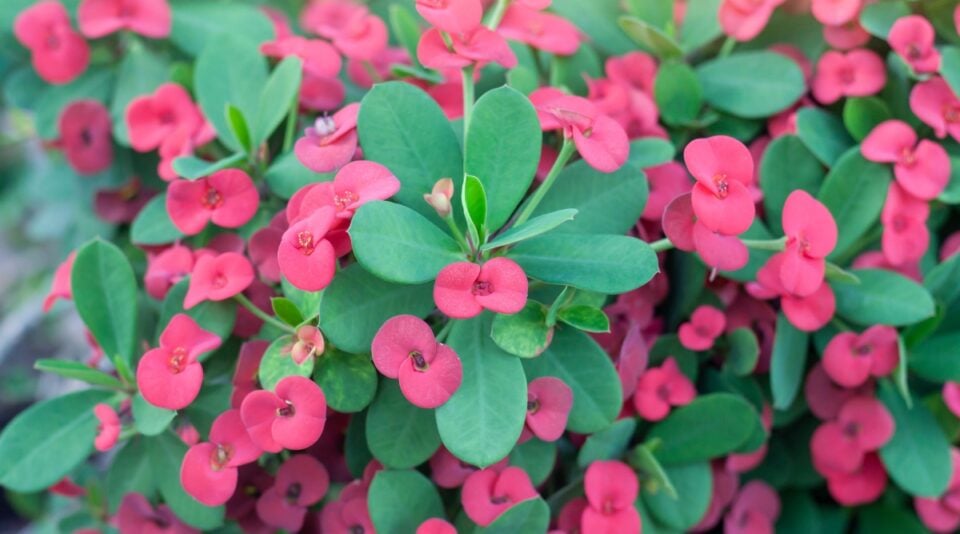 How to Plant, Grow, and Care for Crown of Thorns