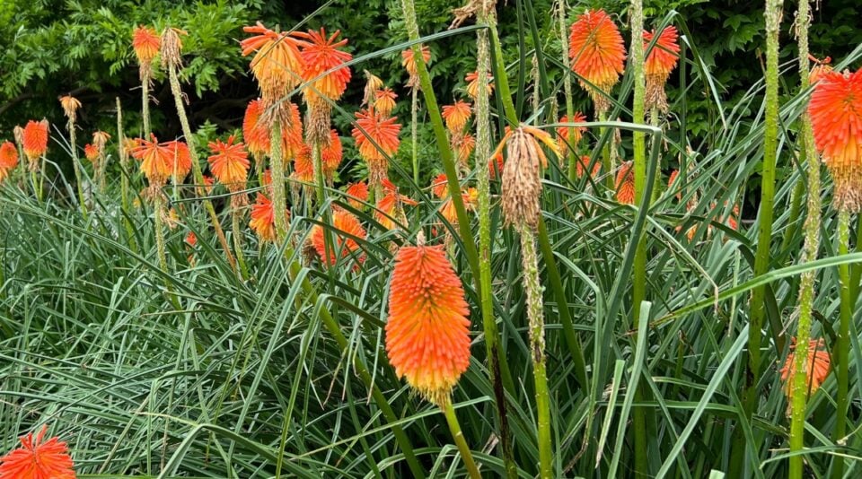 How to Plant, Grow, and Care for Red Hot Poker Plants