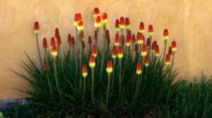 How to Plant, Grow, and Care for Red Hot Poker Plants