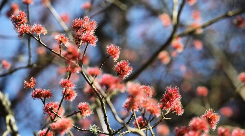 21 North American Native Flowering Trees