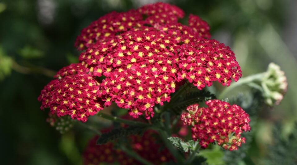 15 Beautiful Yarrow Varieties for Your Garden