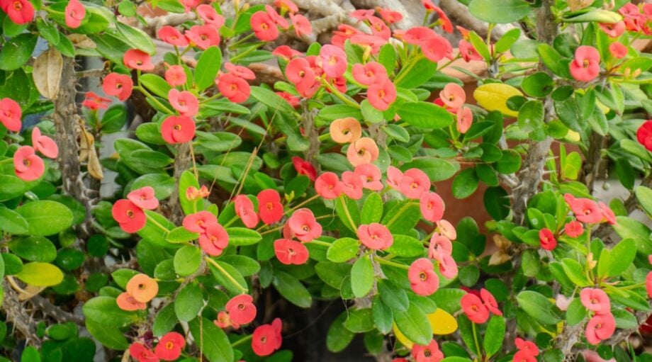 How to Plant, Grow, and Care for Crown of Thorns