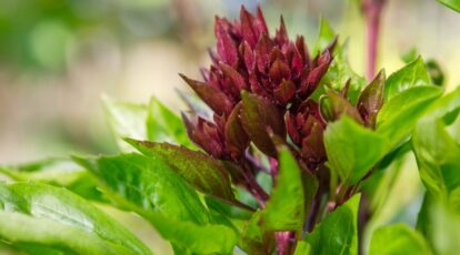 19 Types of Flavorful Basil for Your Garden