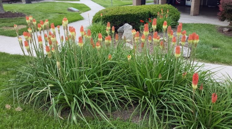 How to Plant, Grow, and Care for Red Hot Poker Plants