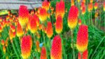How to Plant, Grow, and Care for Red Hot Poker Plants