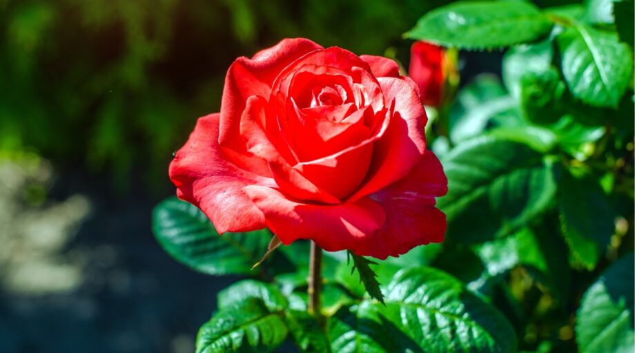 19 Most Fragrant Flowers For Your Cutting Garden