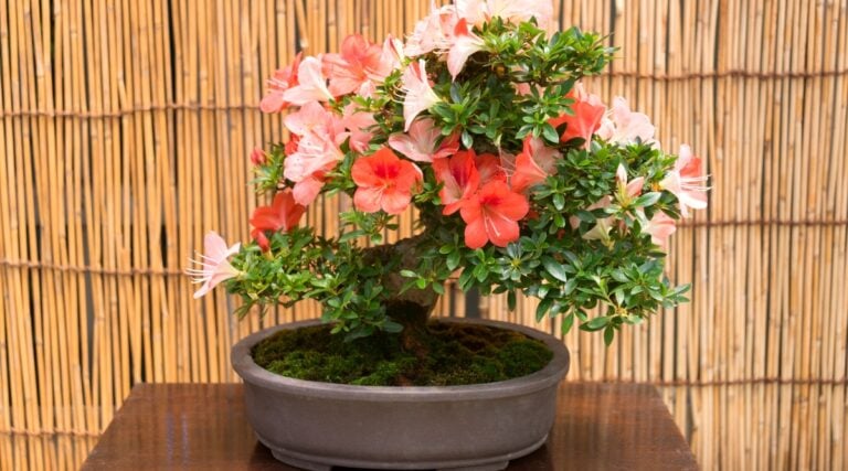 21 Popular Trees to Grow for Bonsai