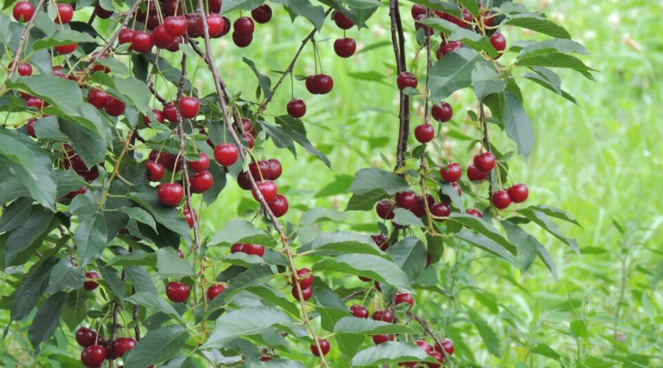 Can You Grow a Tree by Planting a Cherry Pit?
