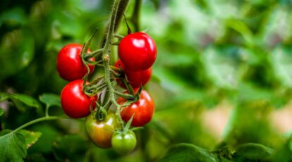 15 Disease-Resistant Tomato Varieties For Your Garden