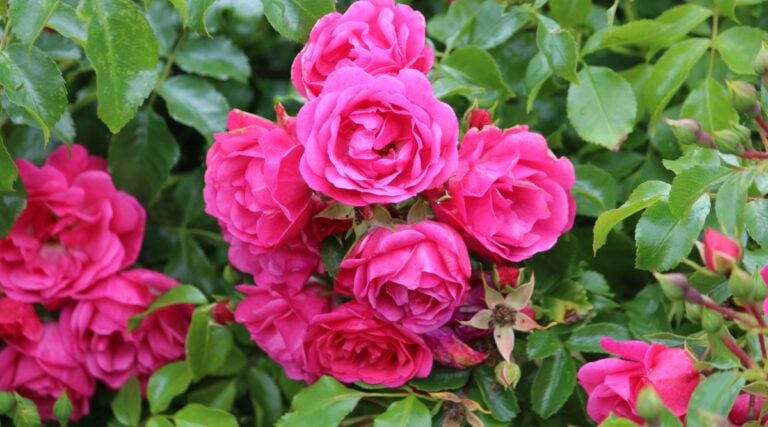 17 Roses with Beautiful Rosehips for All-Season Appeal