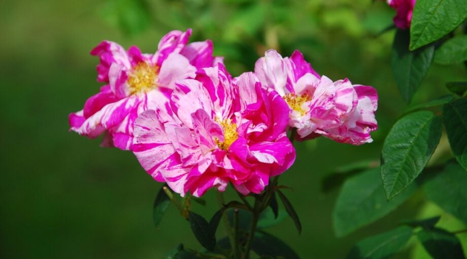 17 Roses with Beautiful Rosehips for All-Season Appeal