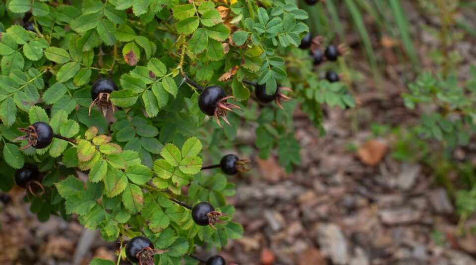17 Roses with Beautiful Rosehips for All-Season Appeal