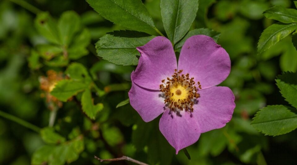 17 Roses with Beautiful Rosehips for All-Season Appeal