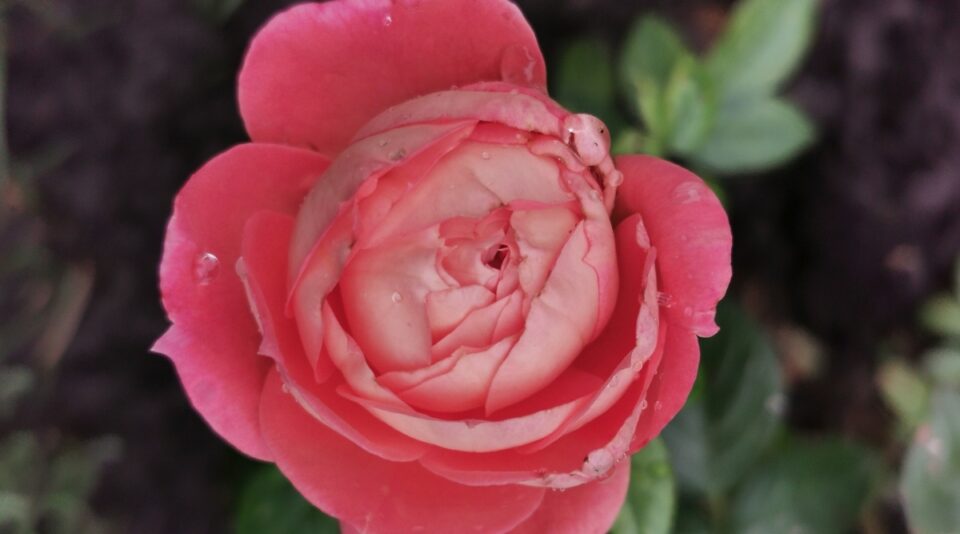 21 Most Beautiful Roses for Valentine's Day