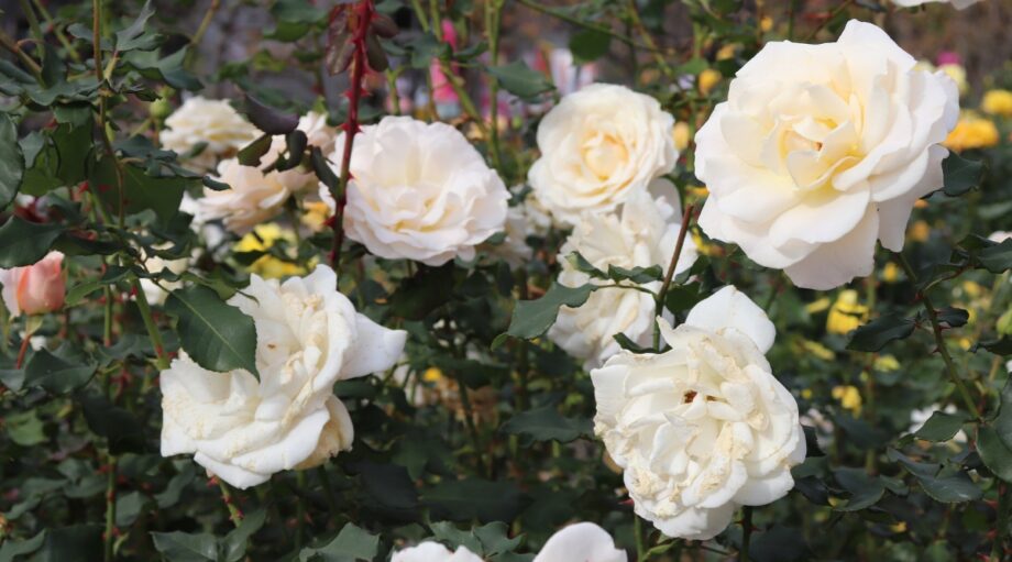 21 Most Beautiful Roses for Valentine's Day