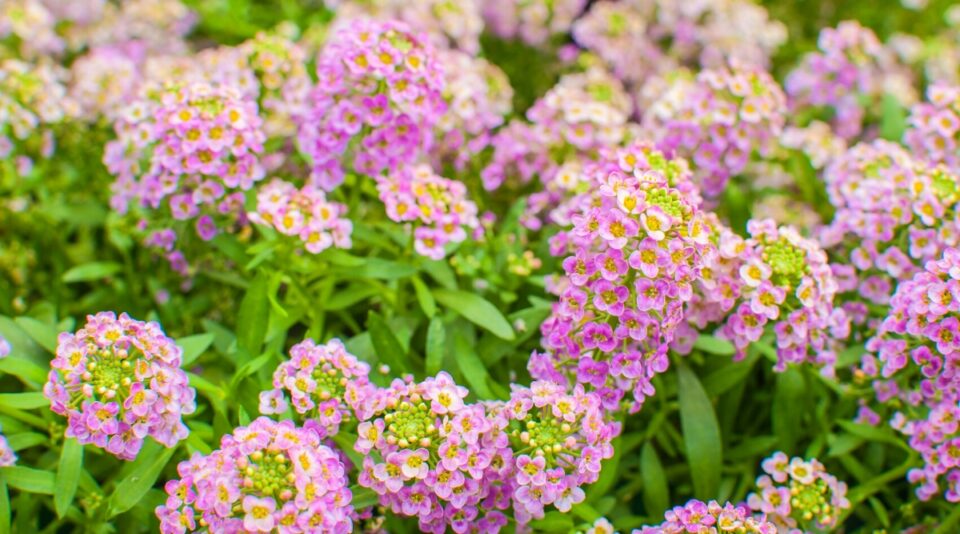 How to Plant, Grow, and Care for 'Rosie O'Day' Sweet Alyssum