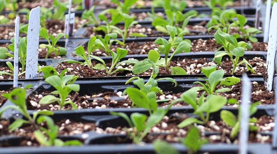 How to Plant, Grow, and Care for 'Tiny Tim' Sweet Alyssum