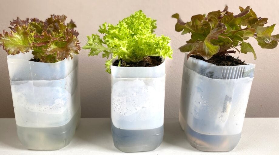 29 Beginner Tips for Growing Plants in Pots and Containers