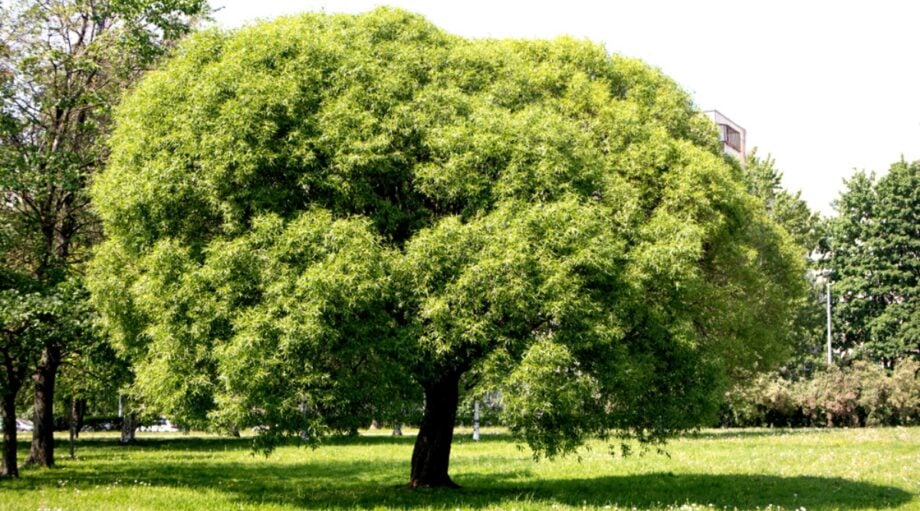 How to Plant, Grow, and Care For Corkscrew (Curly) Willow