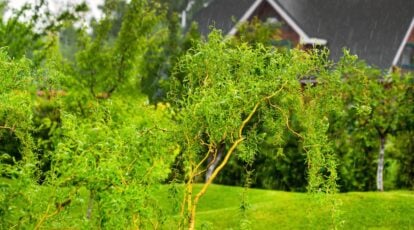 How to Plant, Grow, and Care For Corkscrew (Curly) Willow