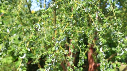 How to Plant, Grow, and Care For Corkscrew (Curly) Willow