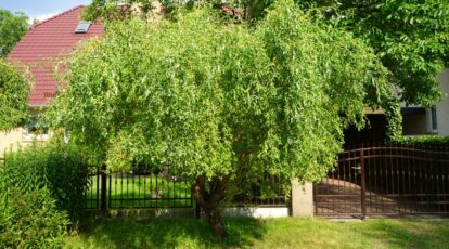 How to Plant, Grow, and Care For Corkscrew (Curly) Willow