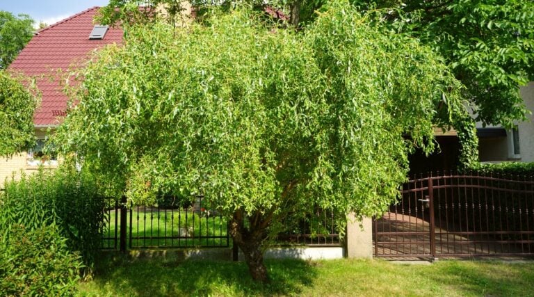 How to Plant, Grow, and Care For Corkscrew (Curly) Willow