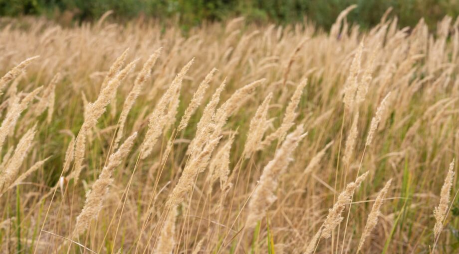 17 Ornamental Grasses You Can Grow From Seed