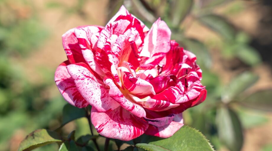 21 Most Beautiful Roses for Valentine's Day