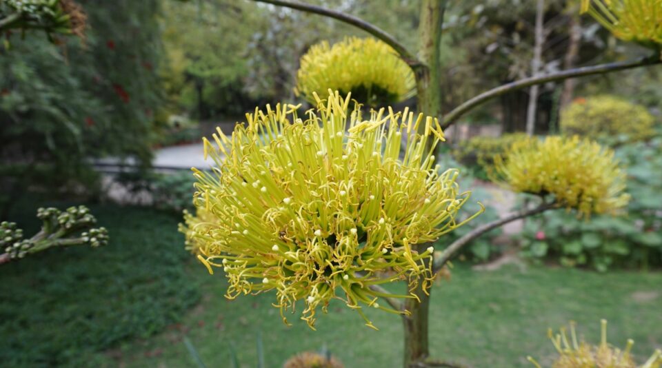 13 Agave Varieties for Your Indoor or Outdoor Garden