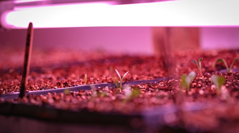 Seed Starting Essentials: Supplies and Equipment for Successful Growing