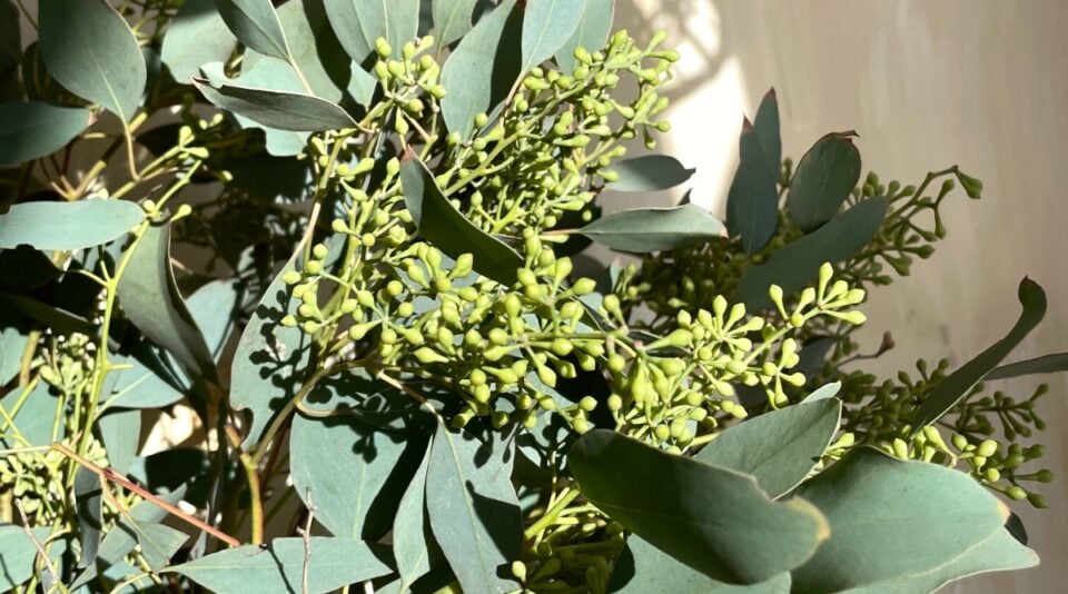 How to Plant, Grow, and Care for Eucalyptus