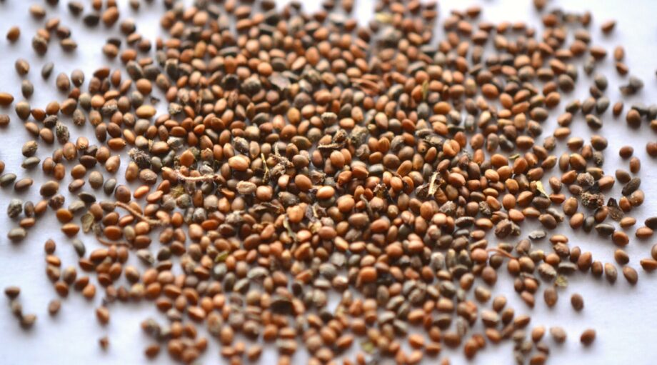How to Collect and Grow Lilac Seeds in 7 Simple Steps