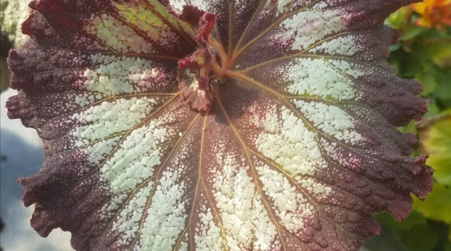 21 Moody Houseplants for an Indoor Goth Garden