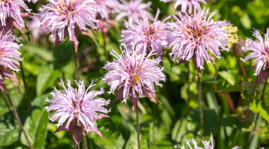 31 Recommended Native Plants For the Southeast