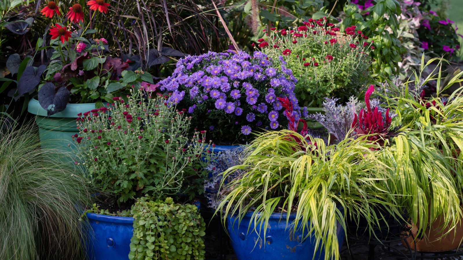 21 Perennial Flowers for Your Balcony Garden
