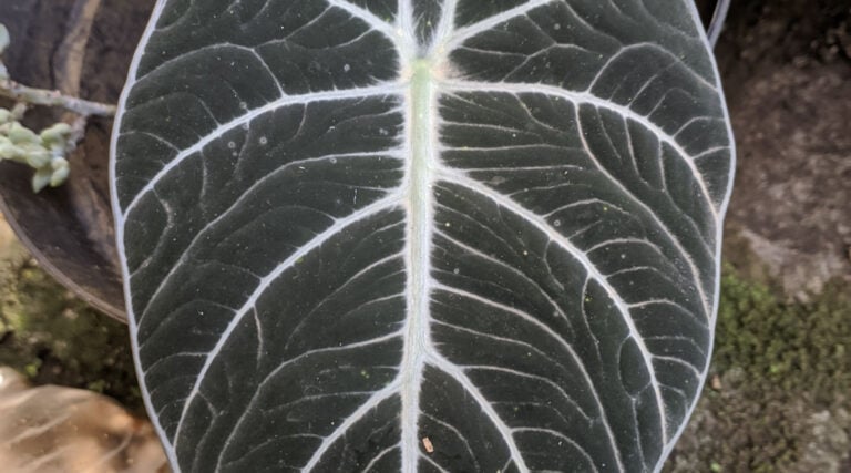 21 Moody Houseplants for an Indoor Goth Garden