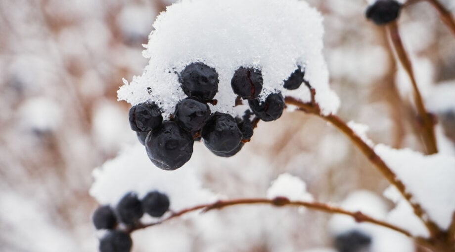 How to Plant, Grow, and Care for Elderberry Shrubs