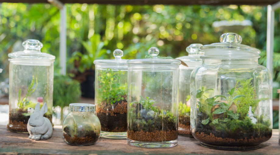 How to Make a Terrarium: A Step-by-Step Guide