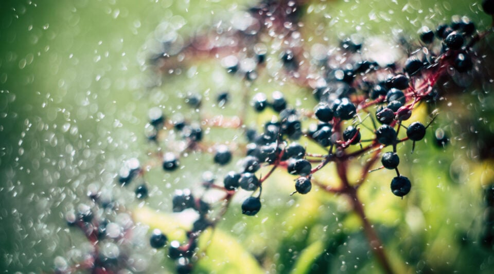 How to Plant, Grow, and Care for Elderberry Shrubs