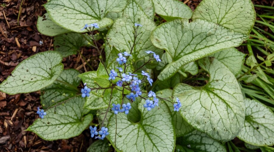 20 Gorgeous Wildflowers for Shade Gardens