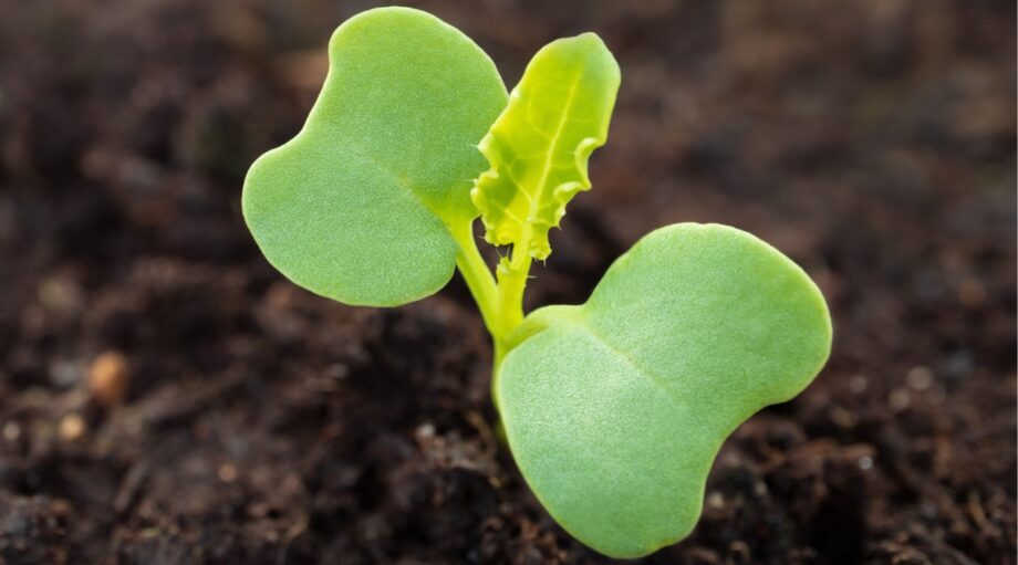 When To Start Seeds In Zone 6 when-to-start-seeds-in-zone-6