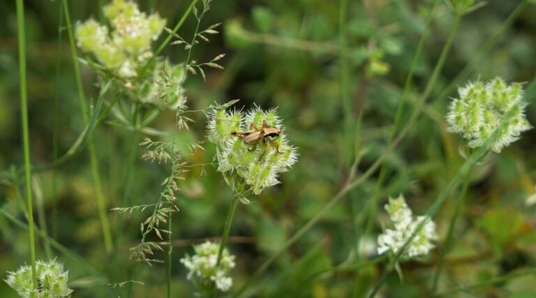 How to Plant, Grow, and Care for Orlaya