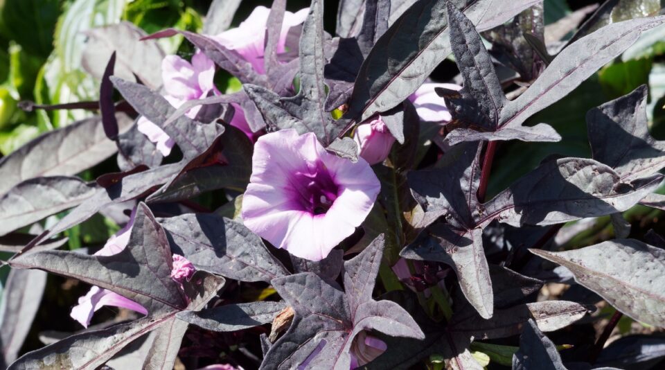 27 Colorful Plants for Shade Gardens